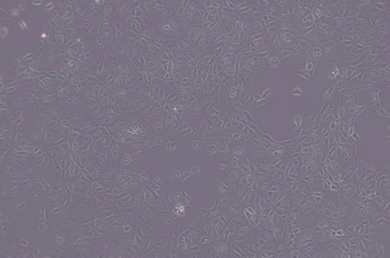 MDCK(NBL-2)犬肾细胞价格-MDCK(NBL-2)犬肾细胞说明书-上海通蔚实业有限公司